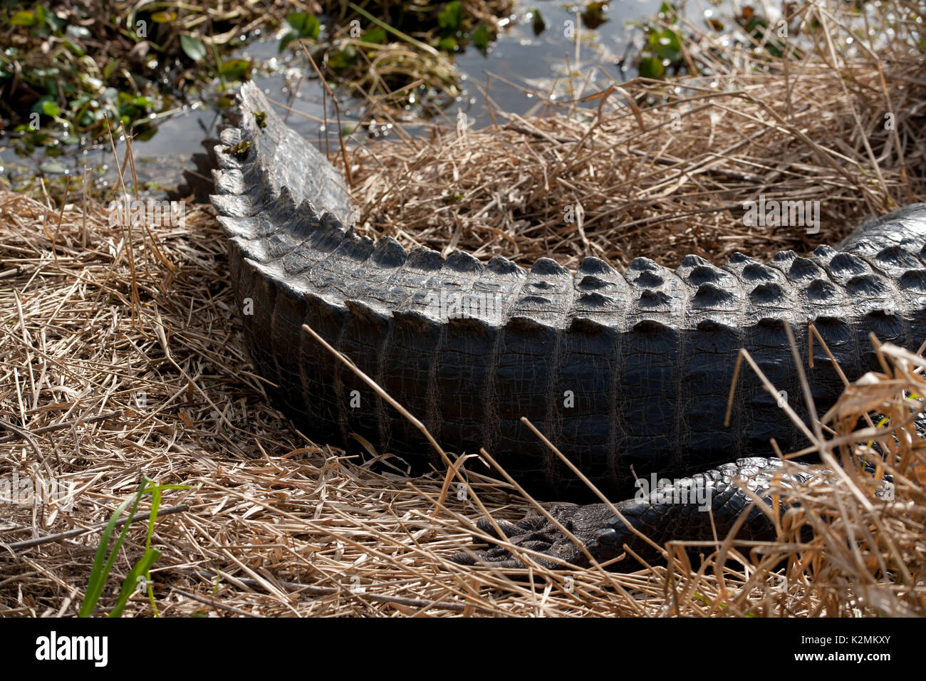 American Alligator(s) basking in the sun at Paynes Prairie Preserve ...