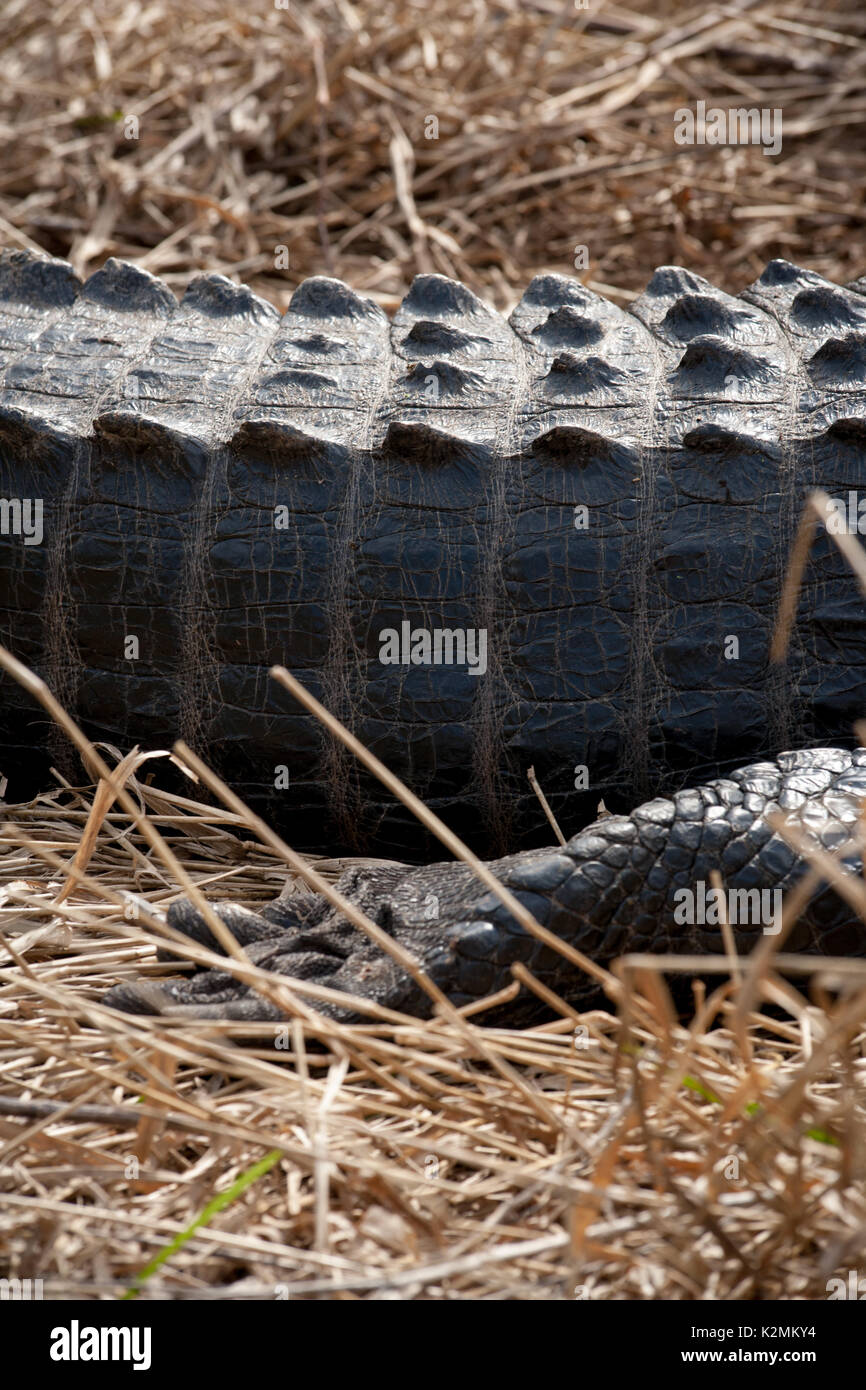 American Alligator(s) basking in the sun at Paynes Prairie Preserve ...