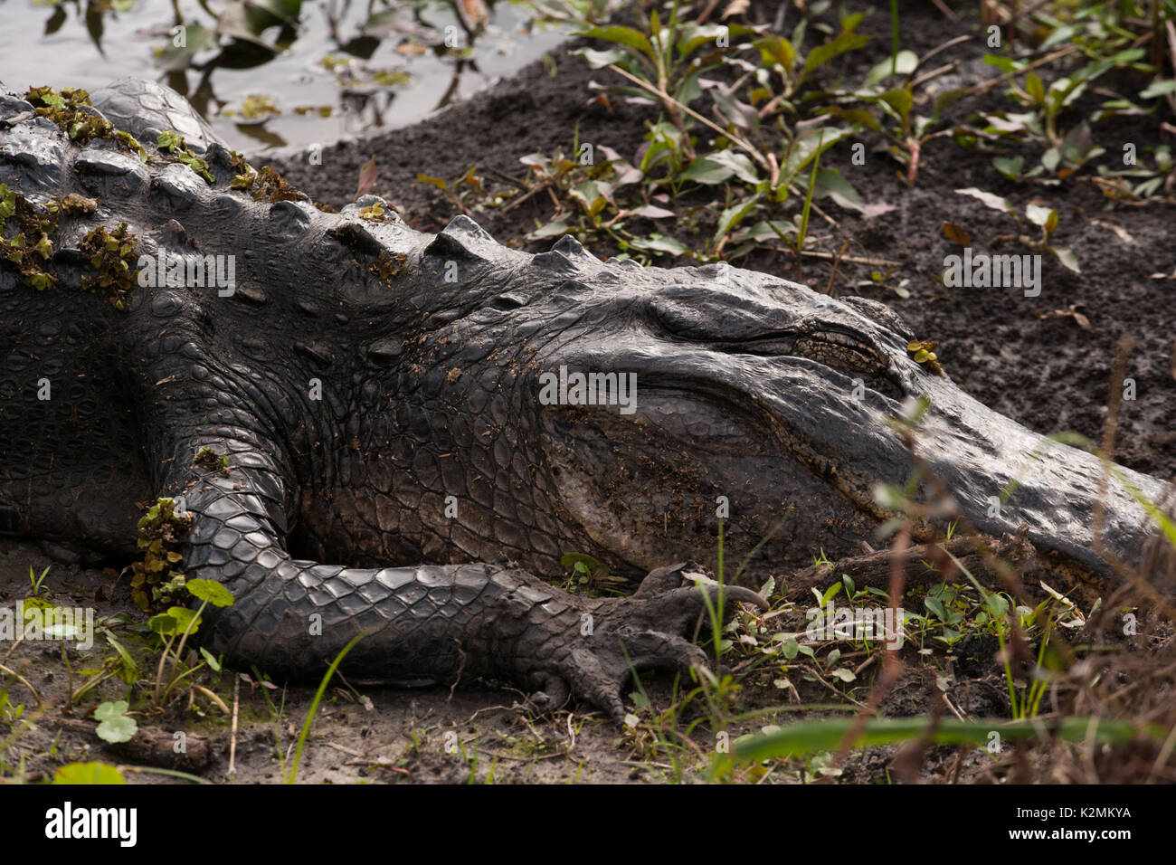 American Alligator(s) basking in the sun at Paynes Prairie Preserve ...