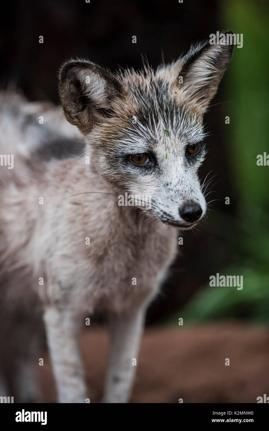 Swift fox hi-res stock photography and images - Alamy