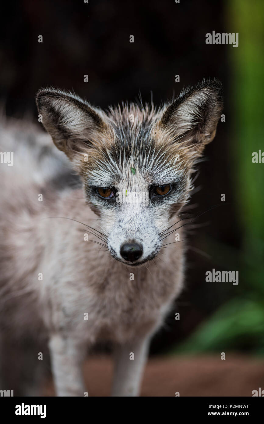 Swift fox hi-res stock photography and images - Alamy