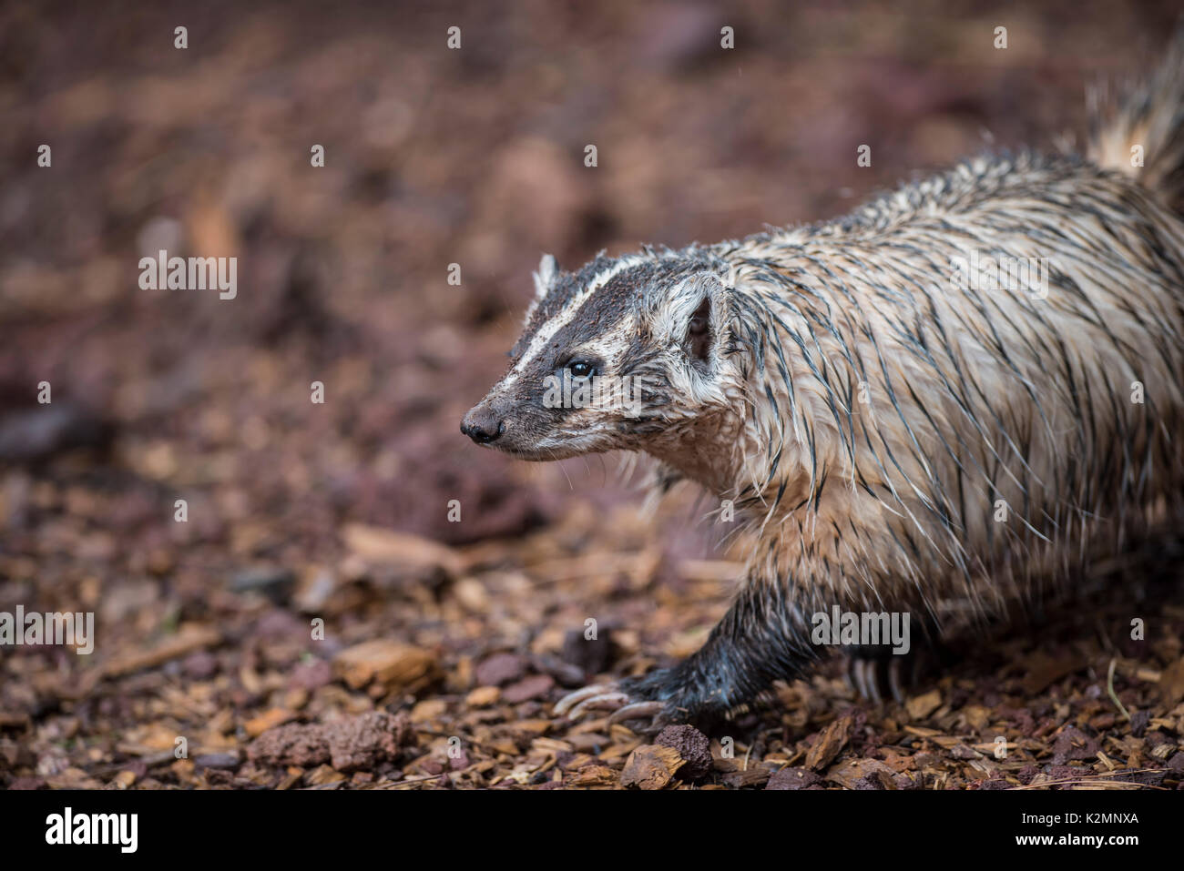 American badger Arizona USA Stock Photo - Alamy