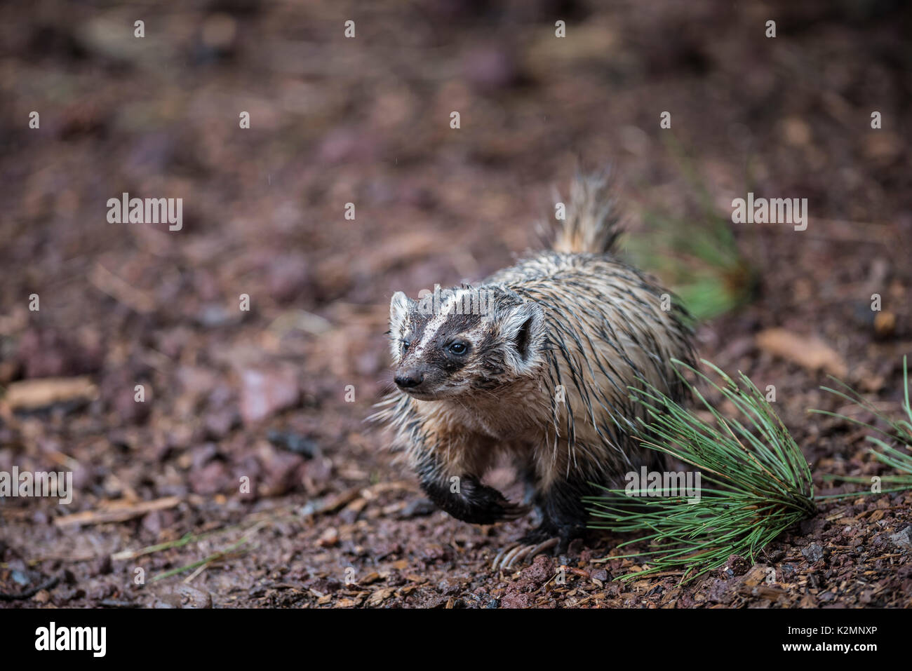 Wildlife arizona hi-res stock photography and images - Alamy