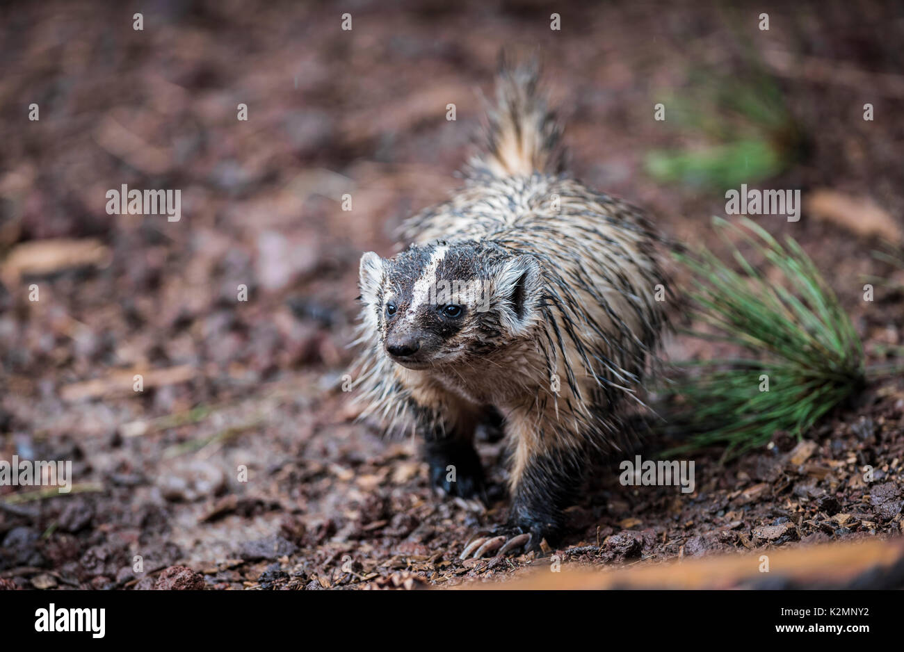 American badger Arizona USA Stock Photo - Alamy