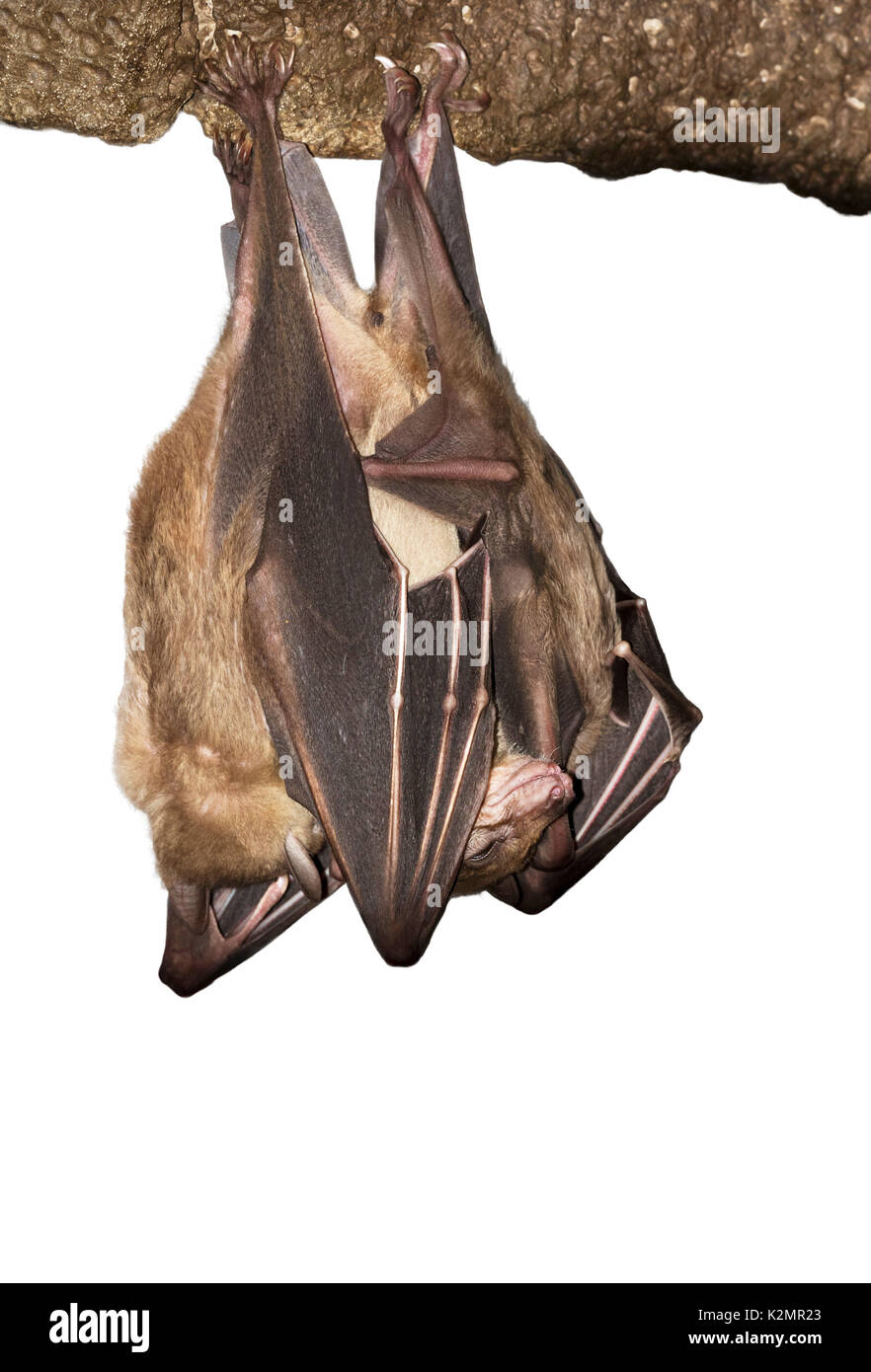 Bats Animal In Egyptian Mythology at Angel Santucci blog