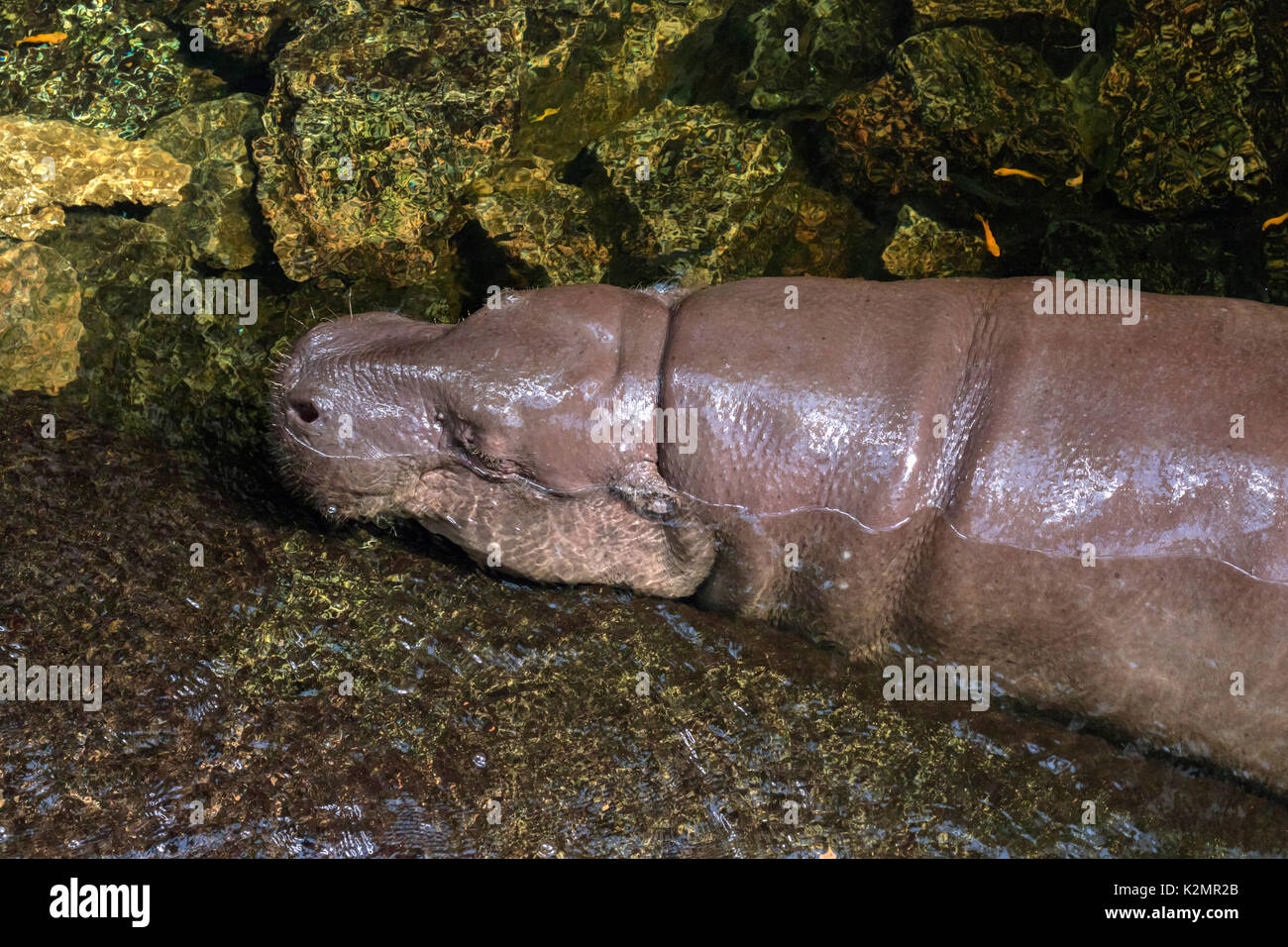 pygmy hippo Choeropsis liberiensis Stock Photo - Alamy