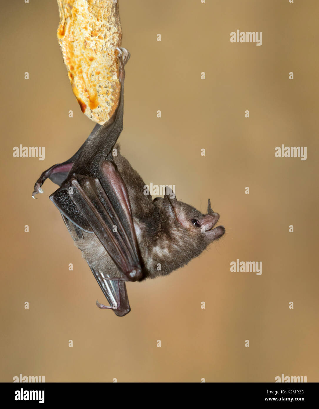 Seba's Short-tailed Bat (Carollia perspicillata Stock Photo - Alamy