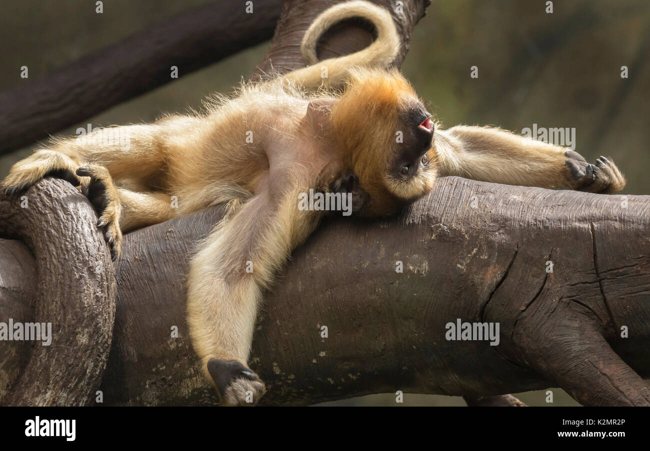 Black-and-gold howler monkey howling Stock Photo - Alamy