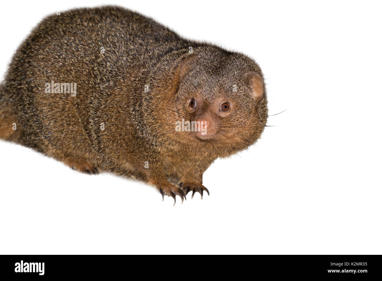 Common dwarf mongoose, Helogale parvula isolated on white background ...