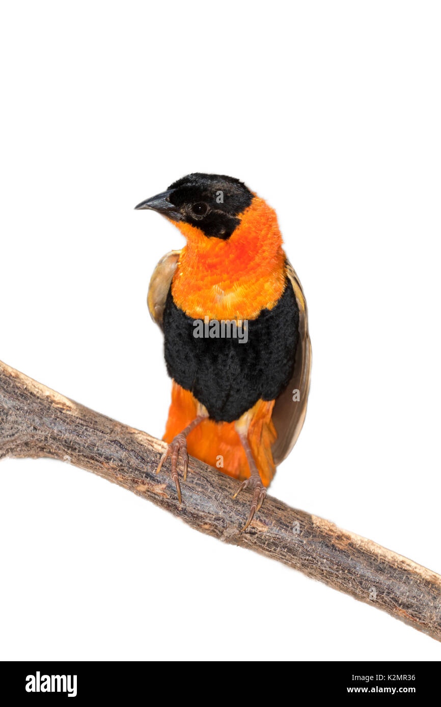 Orange Weaver (Ploceus aurantius) isolated on white background Stock ...