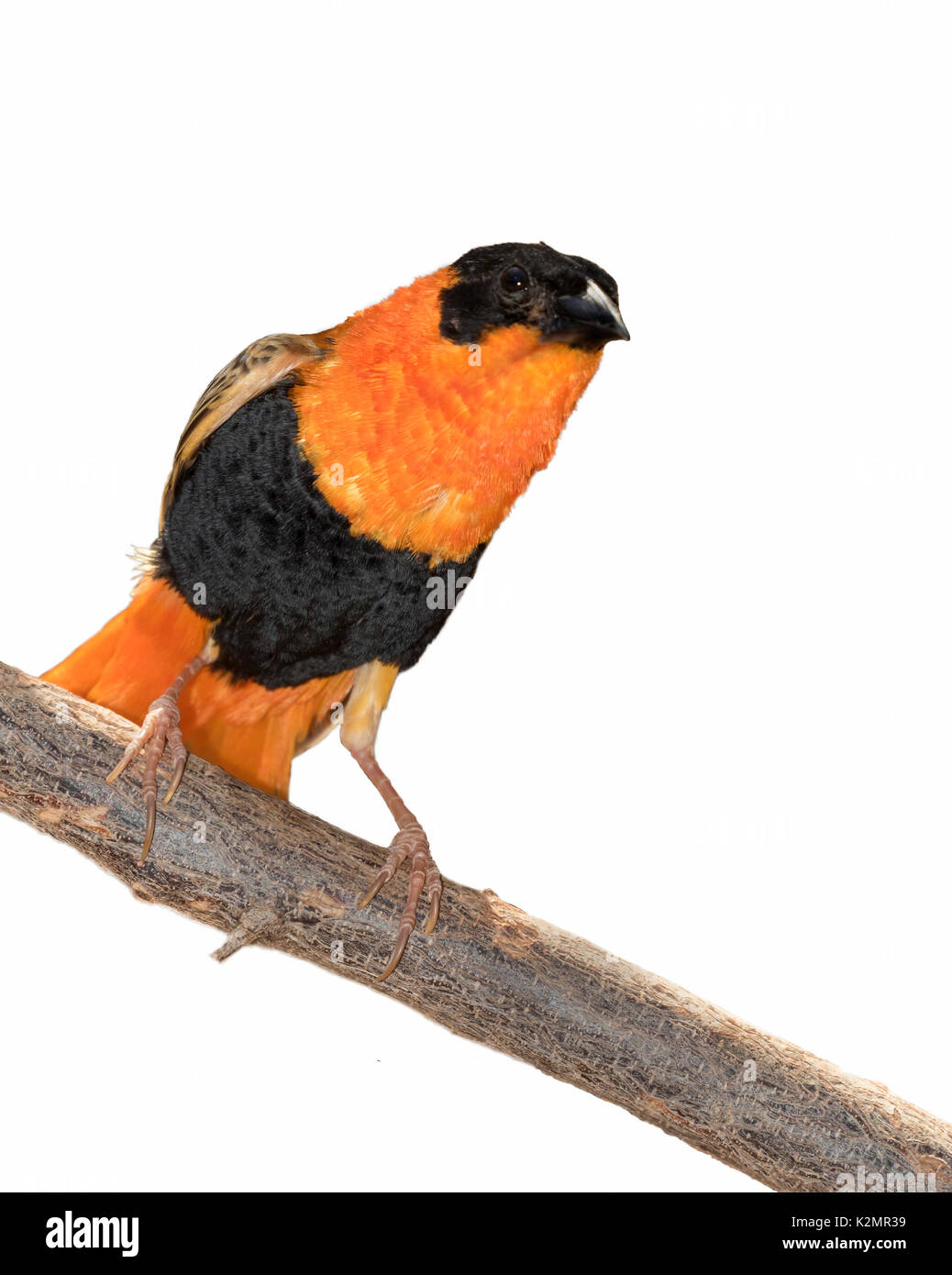 Orange Weaver (Ploceus aurantius) isolated on white background Stock ...