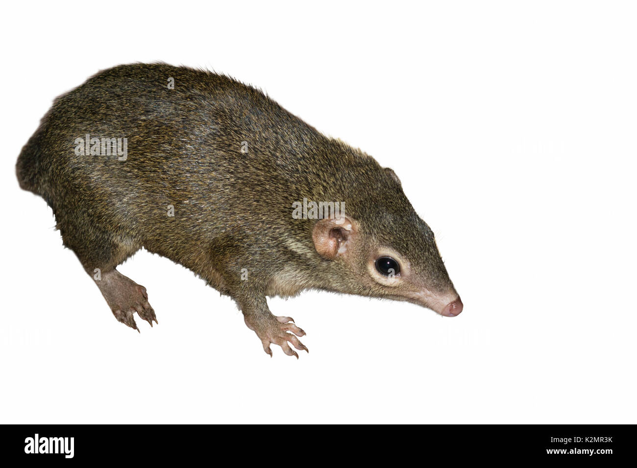 Northern tree shrew tupaia belangeri hi-res stock photography and ...