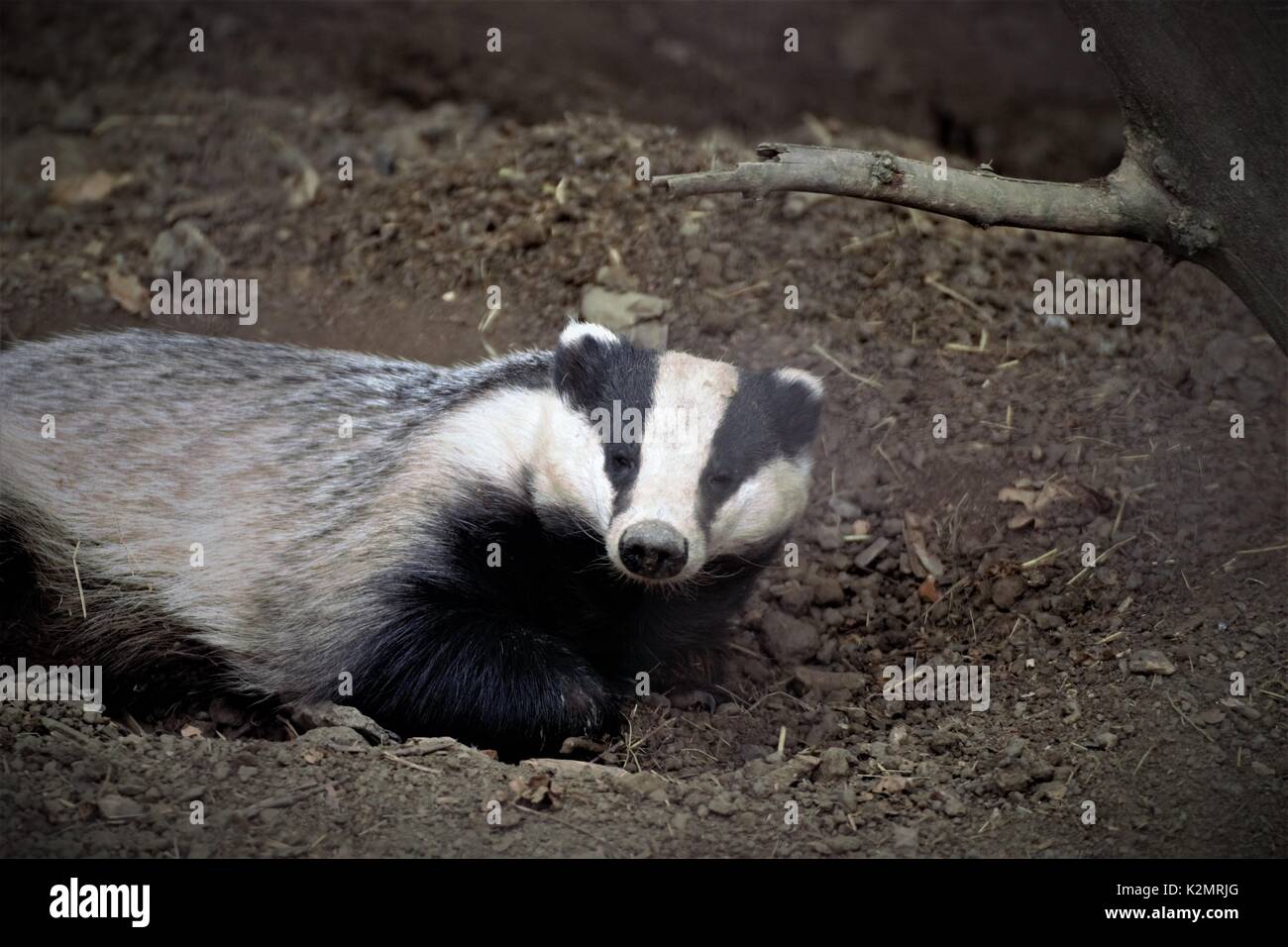 Badger game hi-res stock photography and images - Alamy