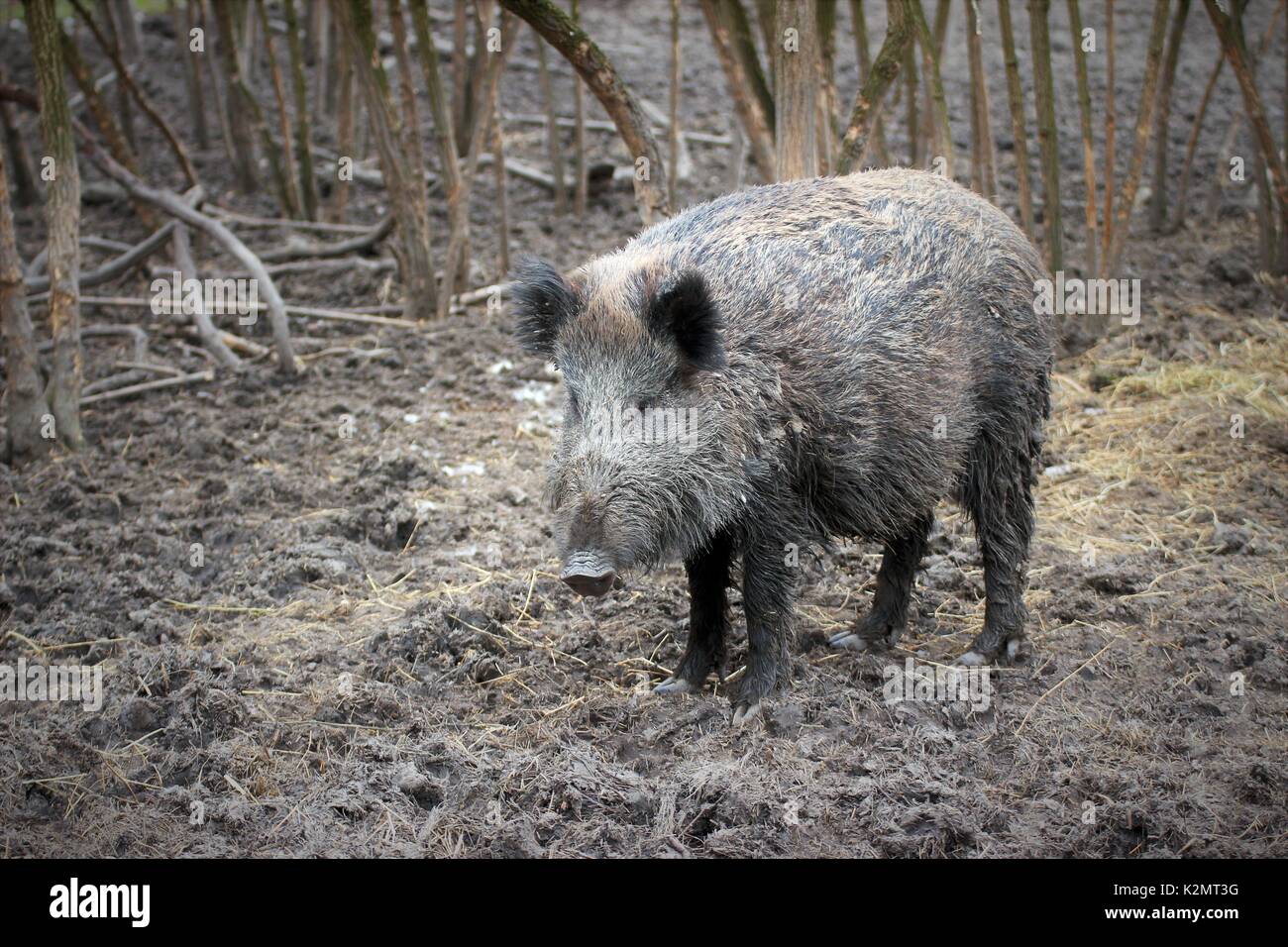 Baby wild boar fur hi-res stock photography and images - Alamy