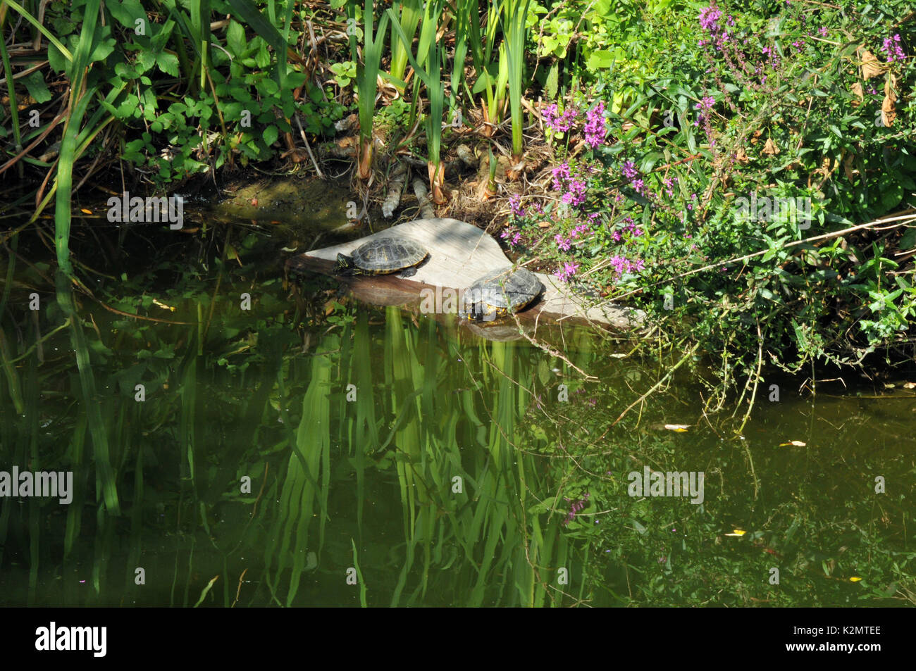 Two terrapins turtles pets released into the wild and breeding non ...