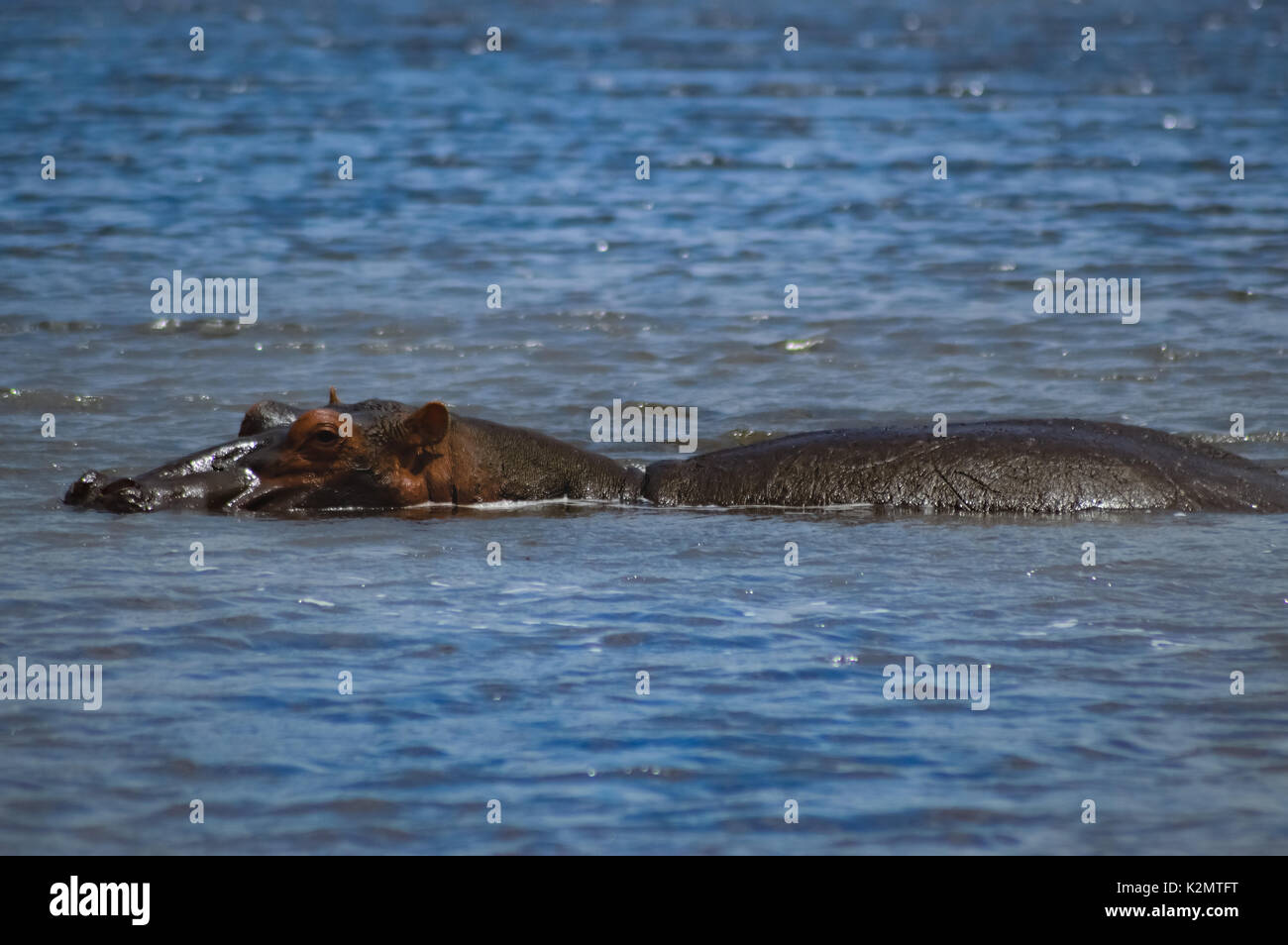 Hippopotamus dipping in a water body of Mikumi Park in Tanzania Stock ...