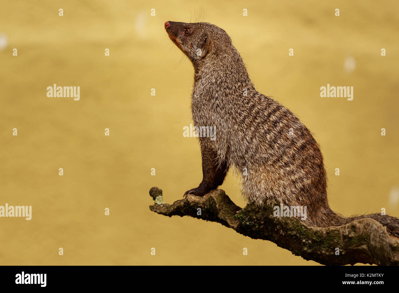 Banded mongoose sitting on a wooden branch looking away from the camera ...