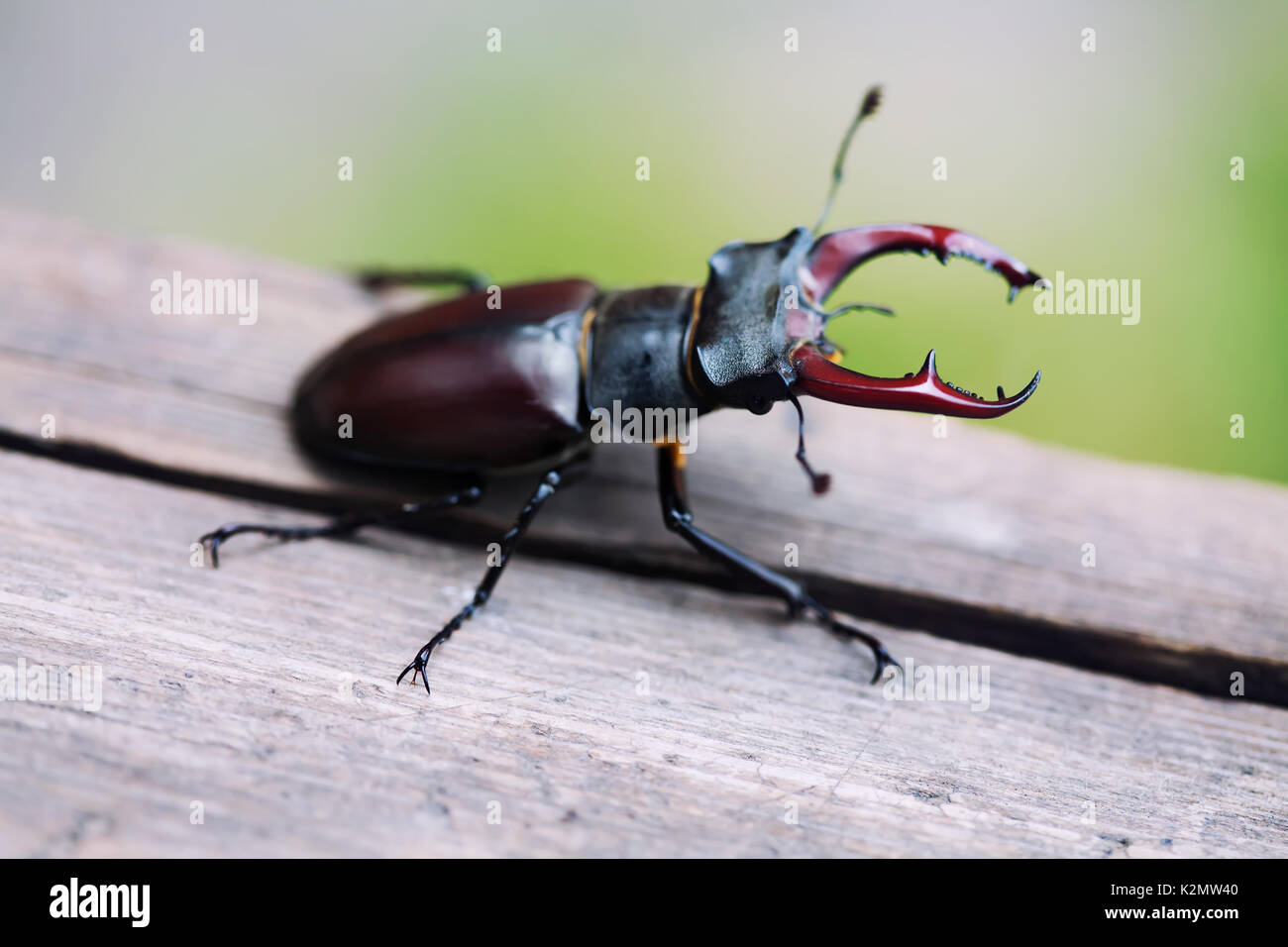 Big mandibles hi-res stock photography and images - Alamy