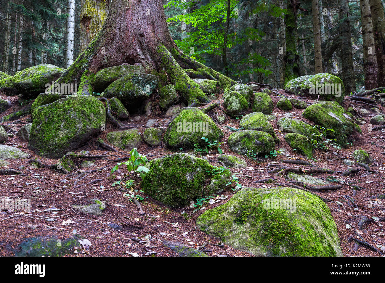 Dark fir forest hi-res stock photography and images - Alamy