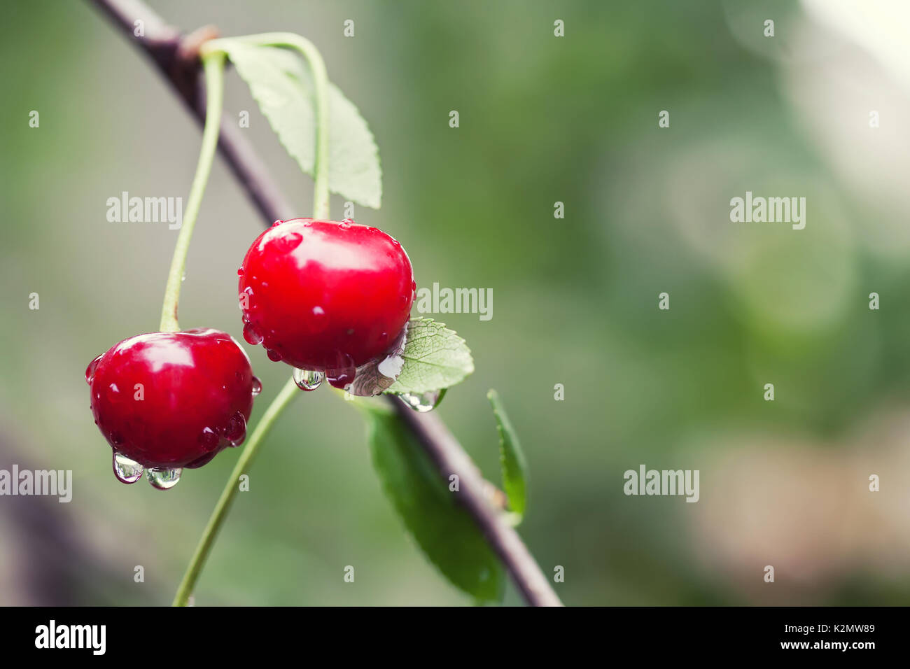 Berry red rain wet drops hi-res stock photography and images - Alamy