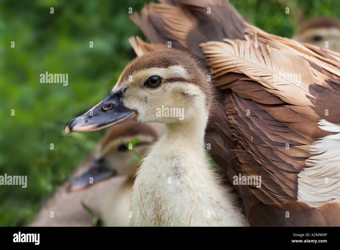 Fluffy Duckling Stock Photos & Fluffy Duckling Stock Images - Alamy