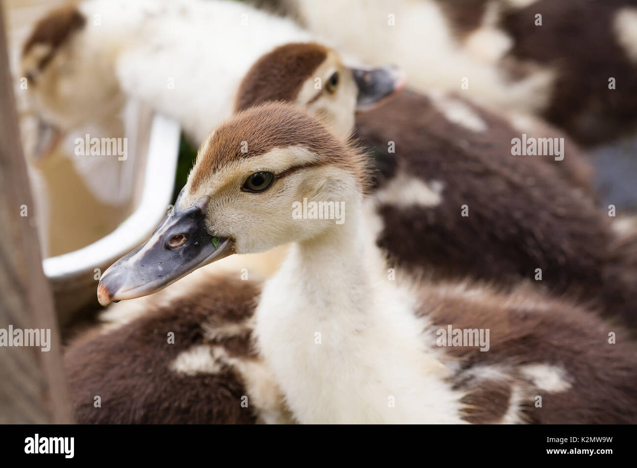 Duckling pattern hi-res stock photography and images - Alamy