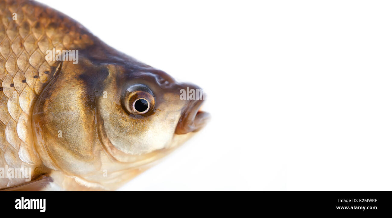 Fish skin pattern macro hi-res stock photography and images - Alamy