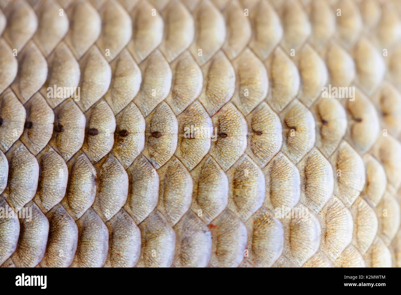 Fish skin pattern macro hi-res stock photography and images - Alamy