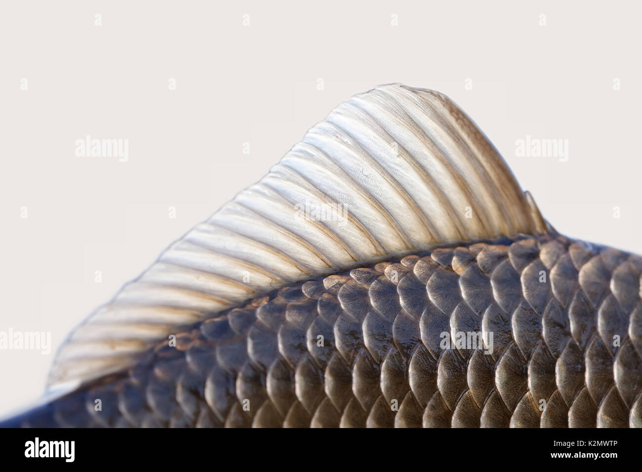 Scales scaly skin hi-res stock photography and images - Alamy
