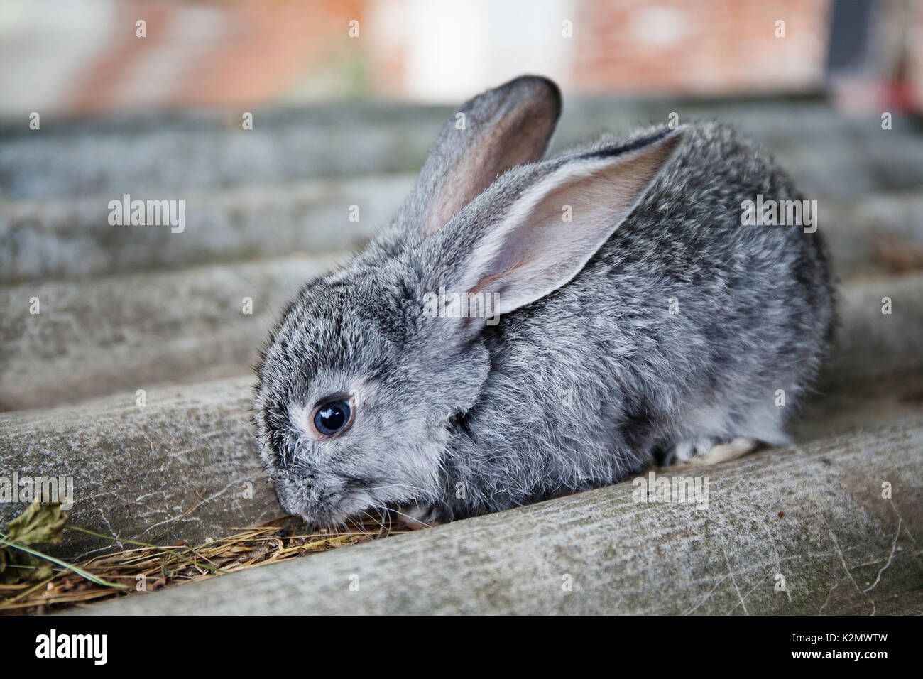 Downy face hi-res stock photography and images - Alamy