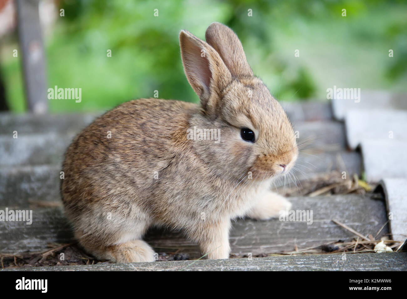Small bunny hi-res stock photography and images - Alamy