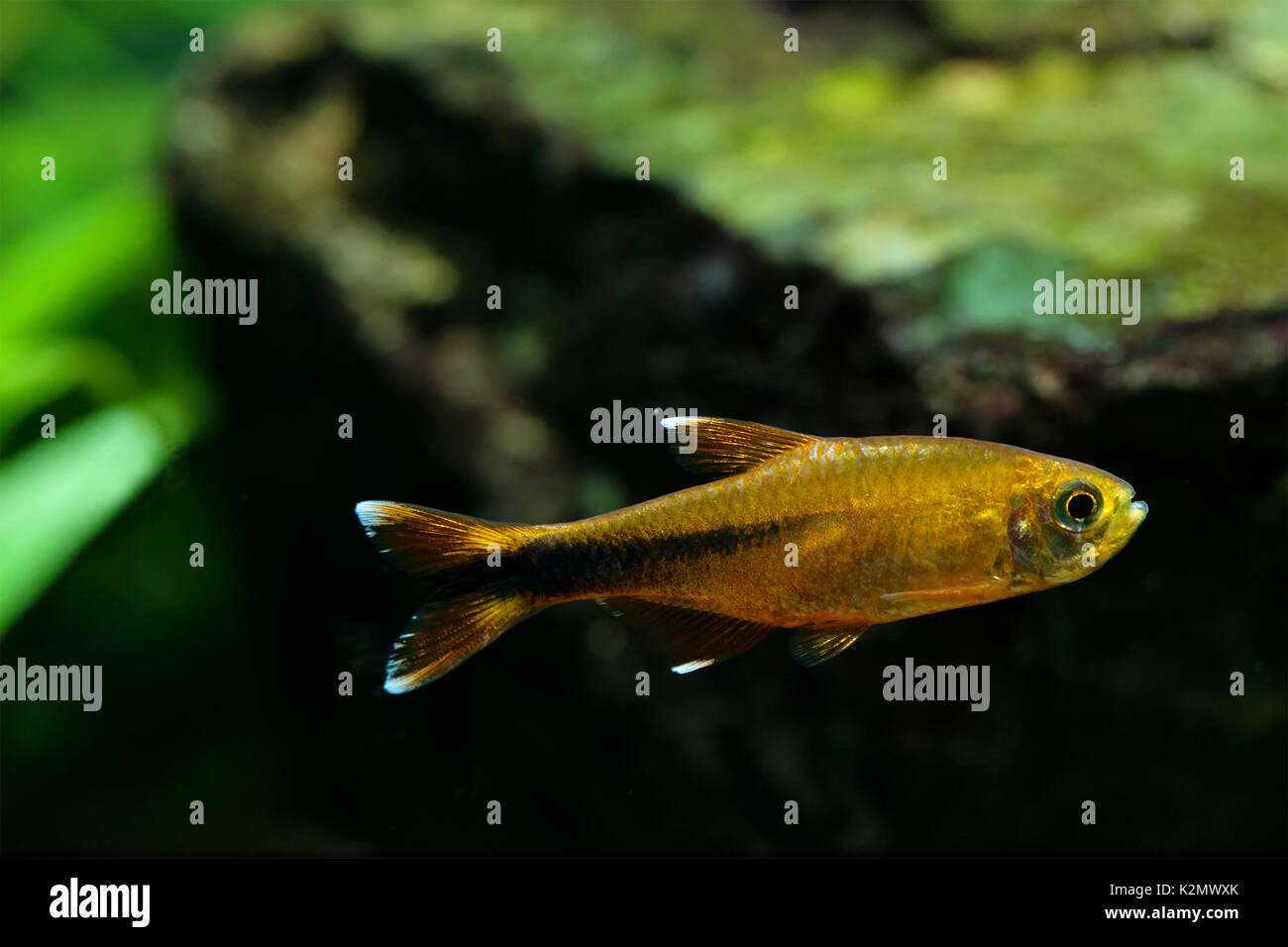 Silver Tipped Tetra High Resolution Stock Photography and Images - Alamy