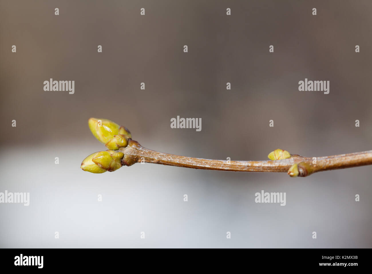 Budding shoot hi-res stock photography and images - Alamy