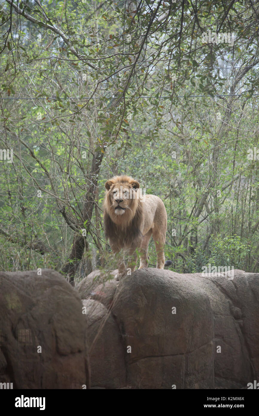 Male lion (Panthera leo) watching from a rock Stock Photo - Alamy