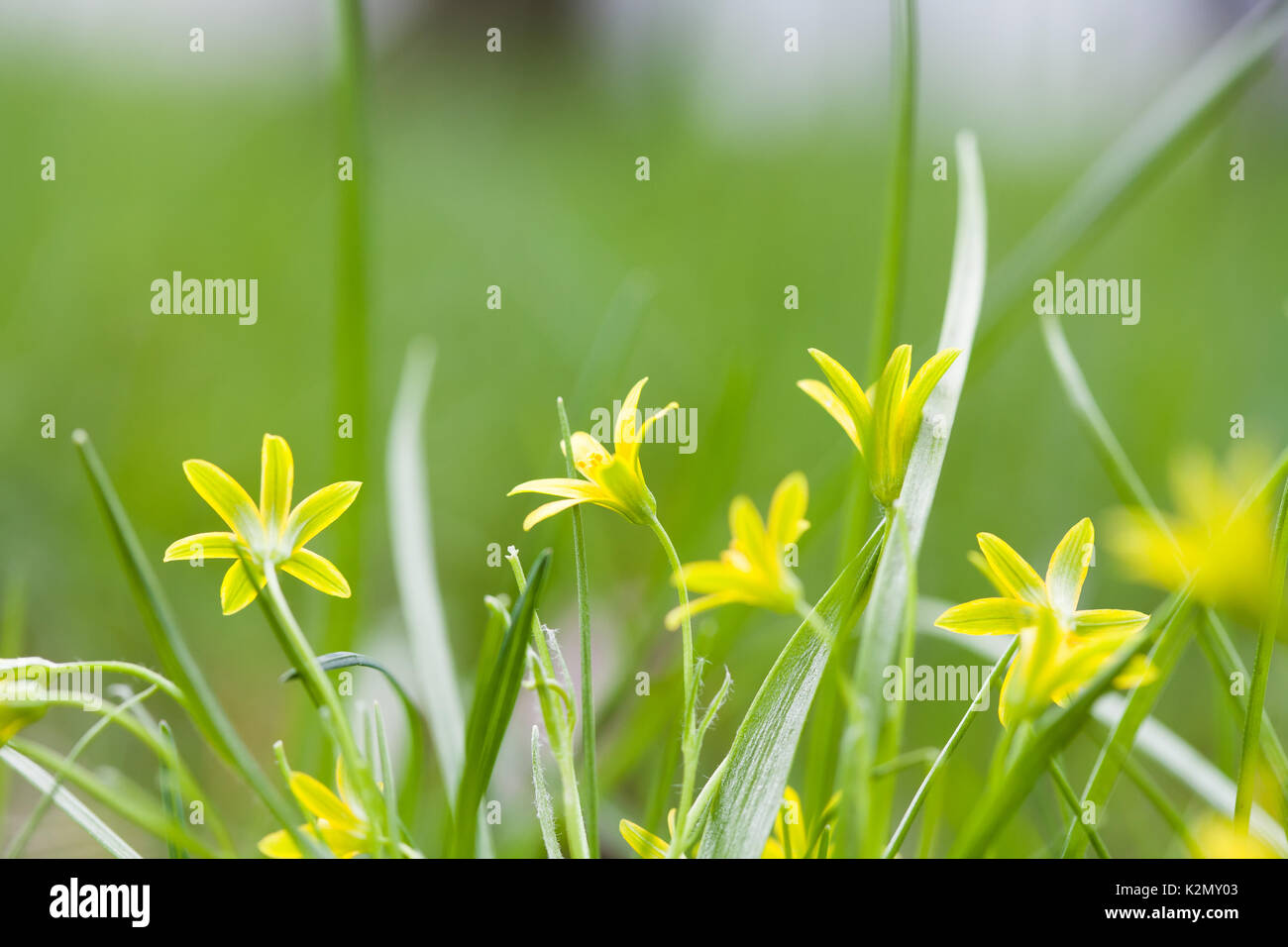 Bulbils High Resolution Stock Photography and Images - Alamy