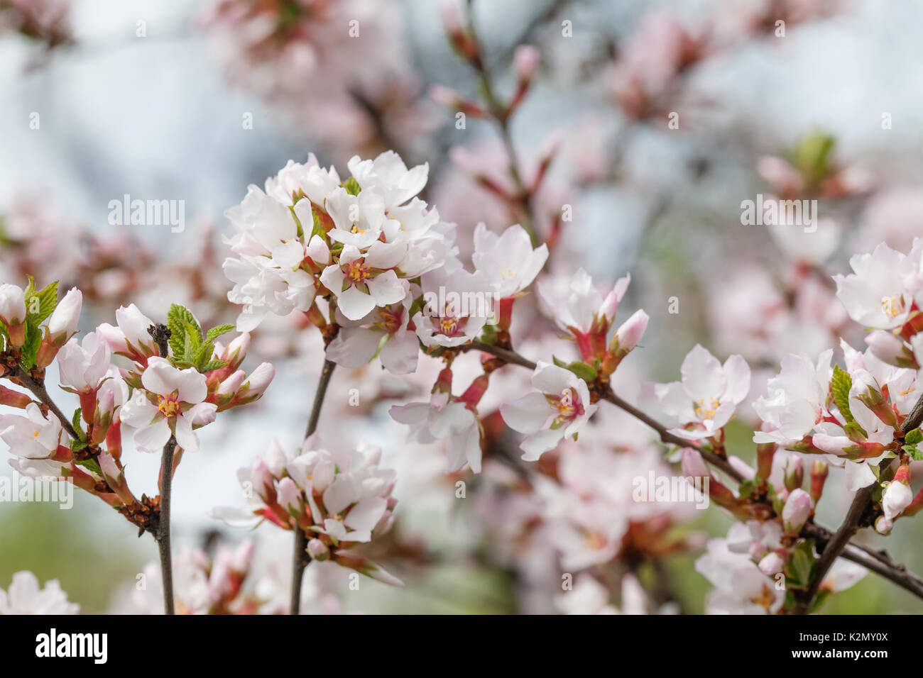 Korean cherry tree hi-res stock photography and images - Alamy