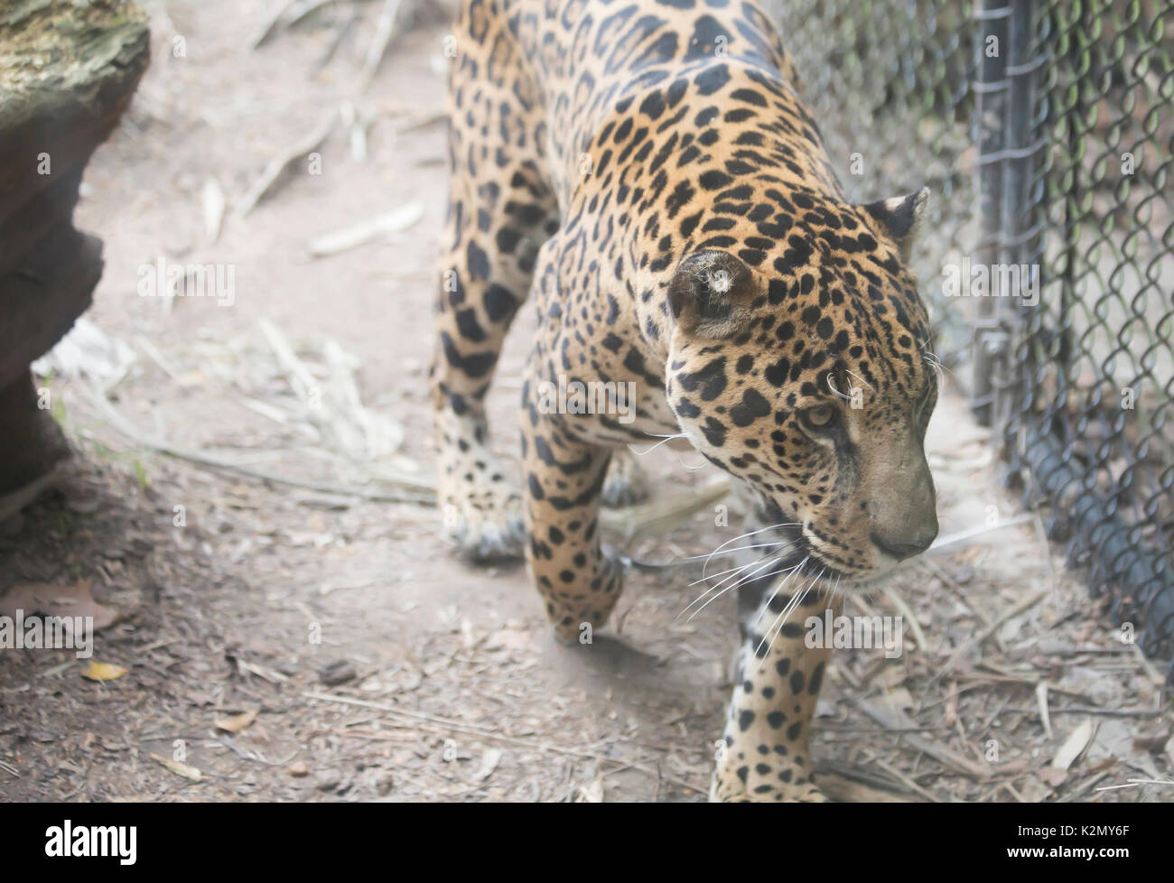 Cage jaguar panthera onca hi-res stock photography and images - Alamy