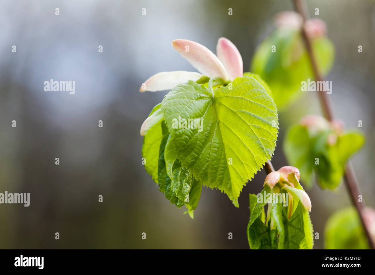 Little Leaf Linden High Resolution Stock Photography and Images - Alamy