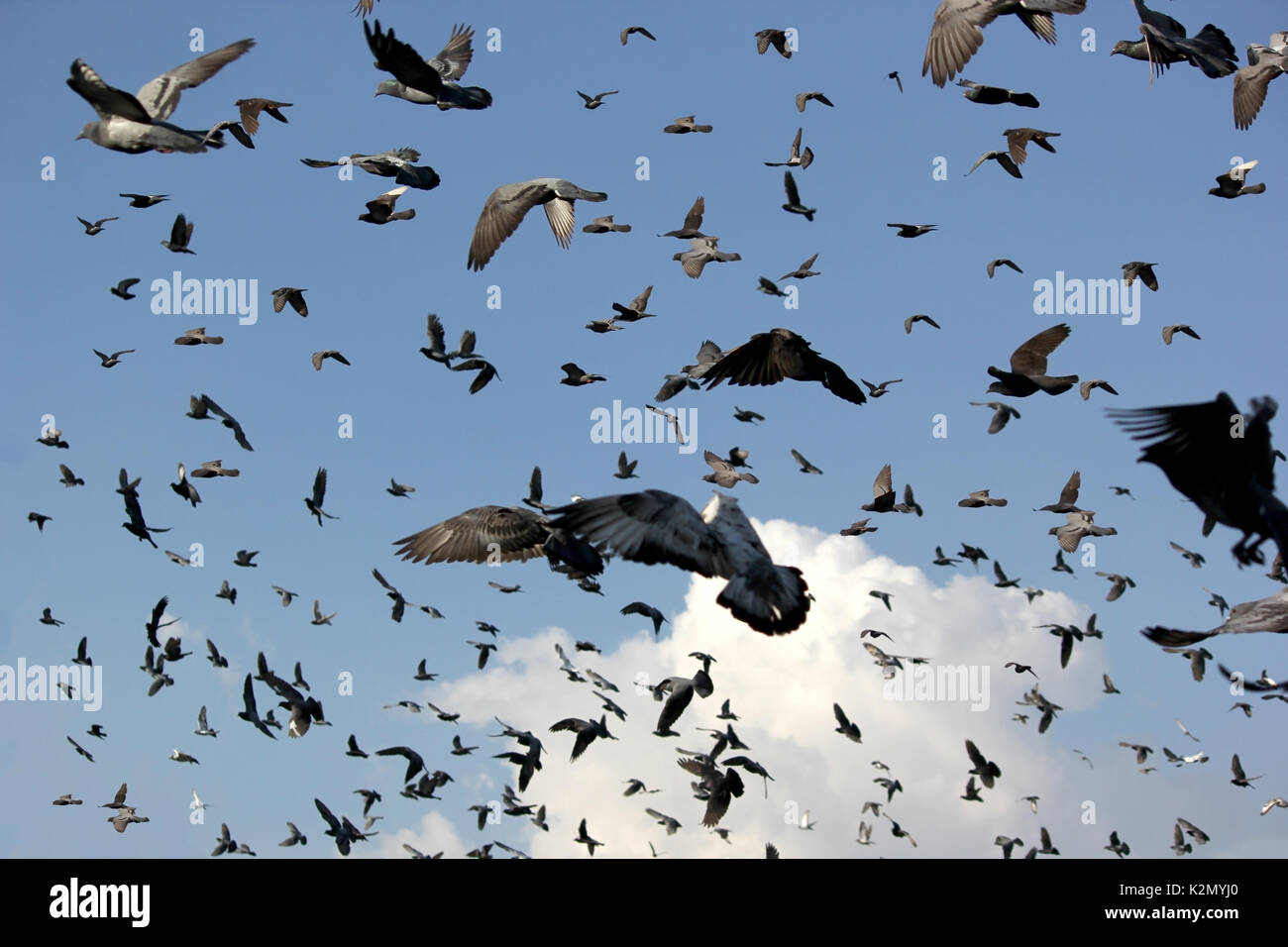 group of flying pigeon against beautiful sky Stock Photo - Alamy