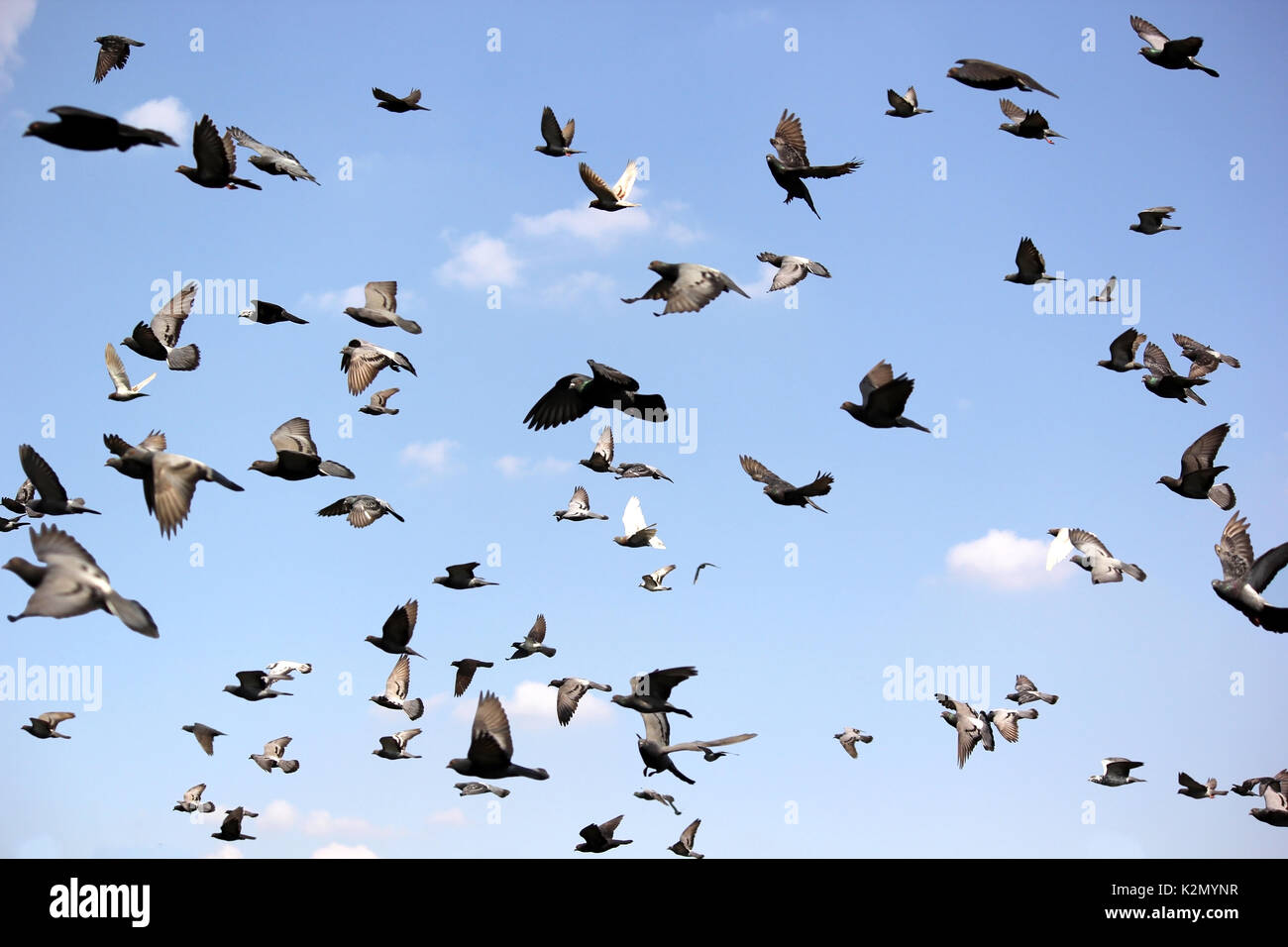 group of flying pigeon against beautiful sky Stock Photo - Alamy