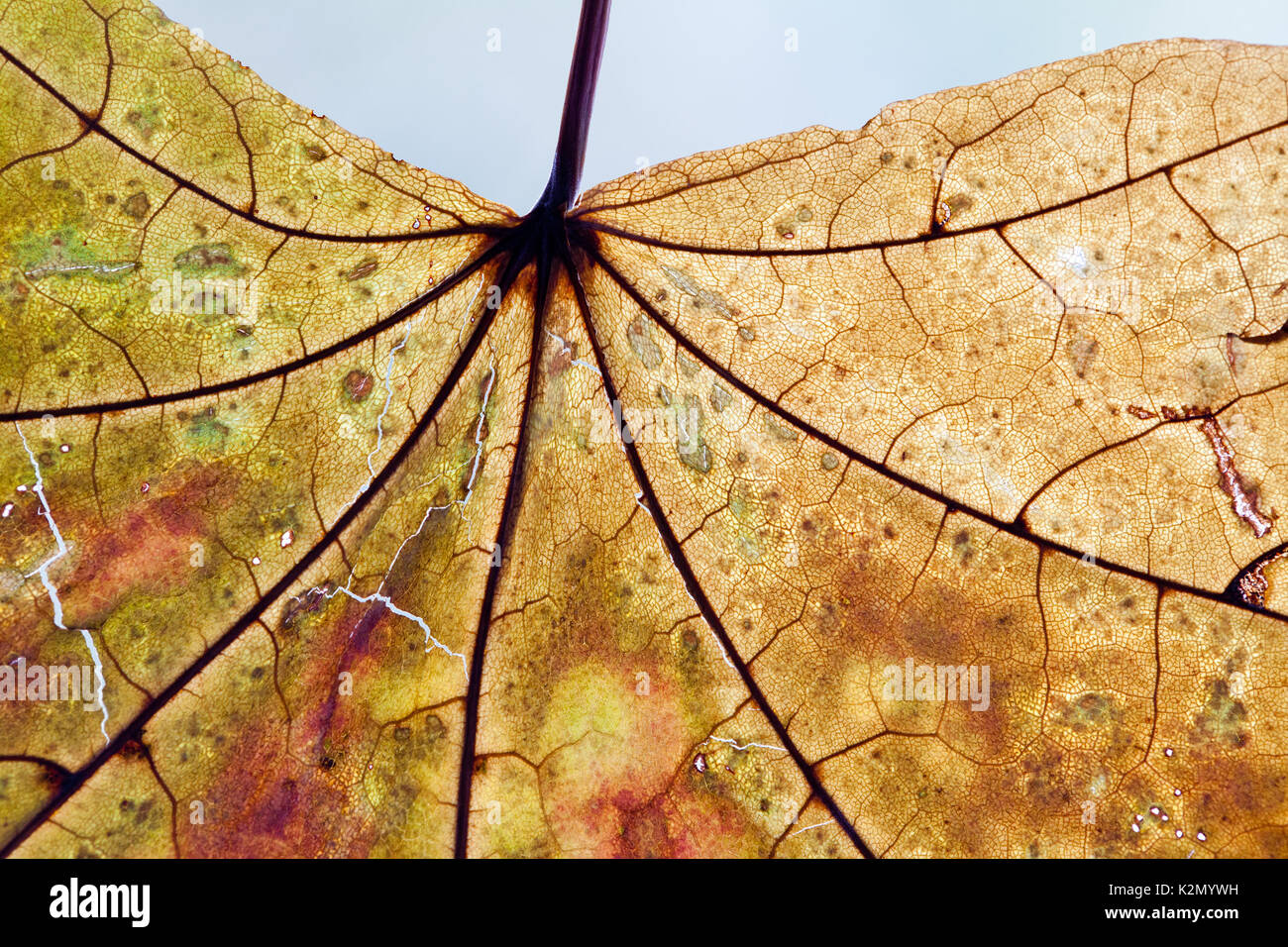 Silhouette transparency transparent hi-res stock photography and images ...