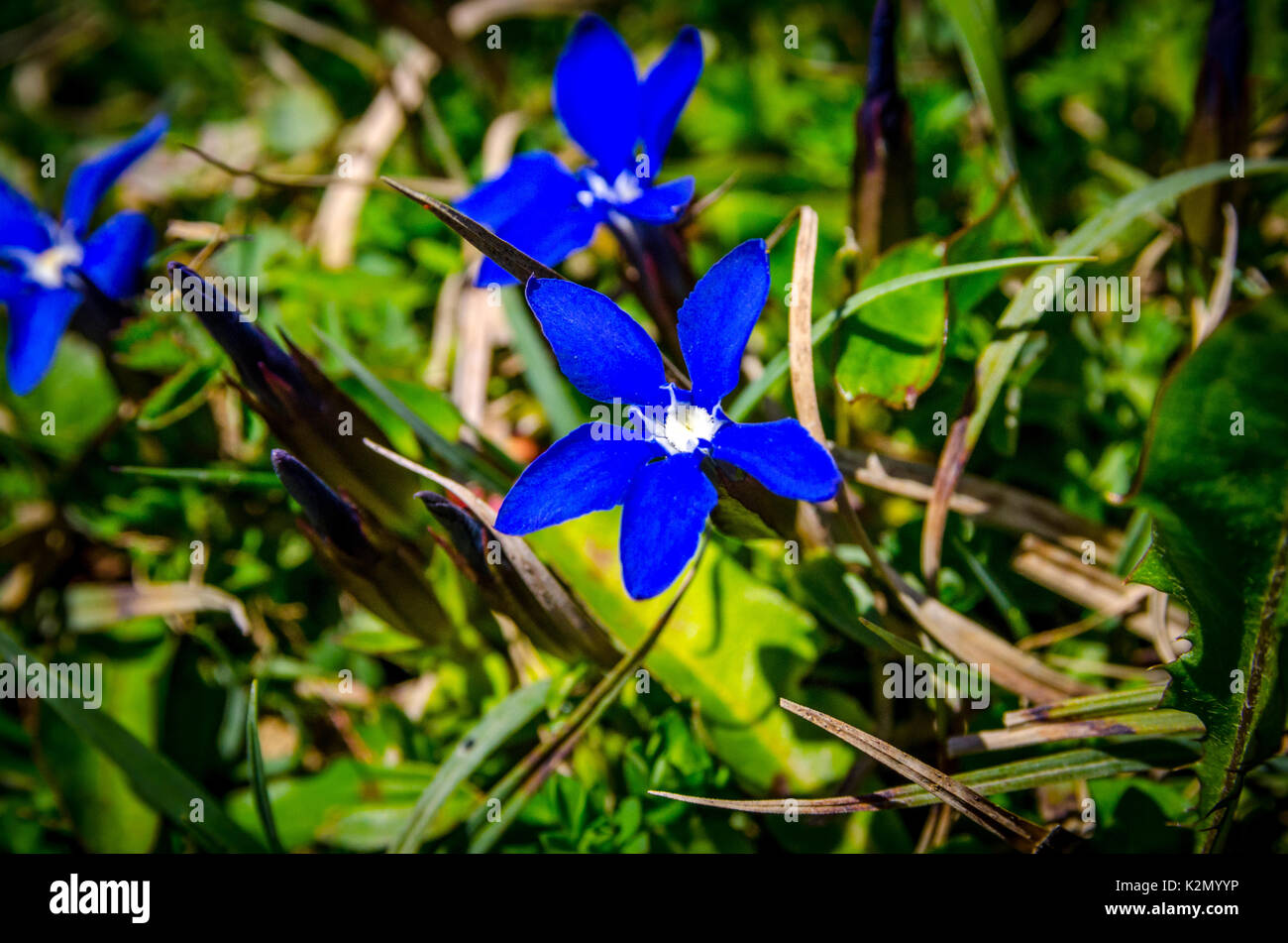 Alp gentian hi-res stock photography and images - Alamy