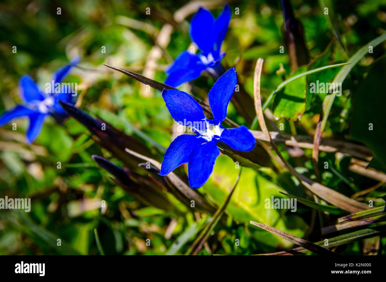 Alp gentian hi-res stock photography and images - Alamy