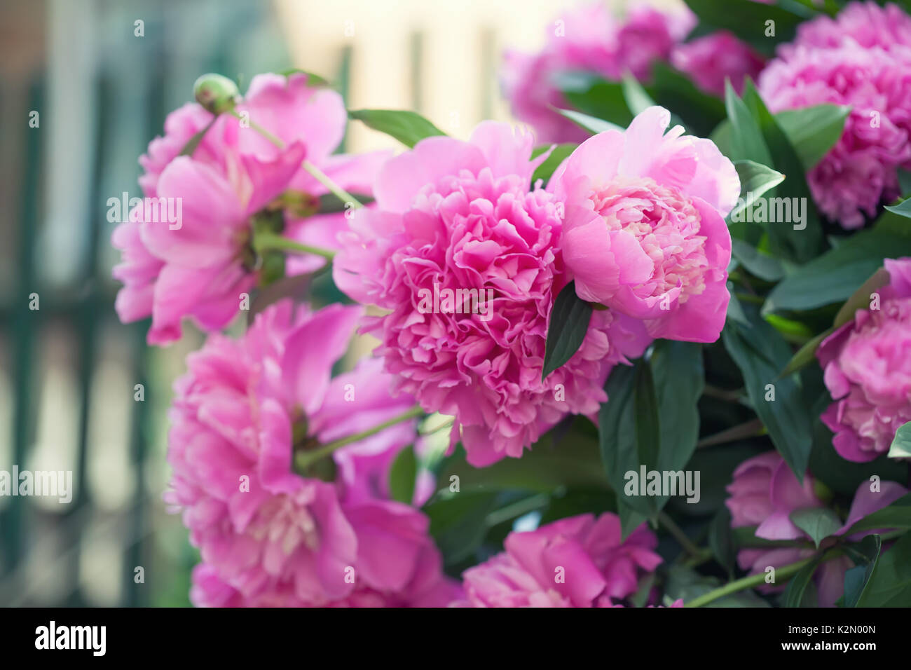 Violet peonies hi-res stock photography and images - Alamy
