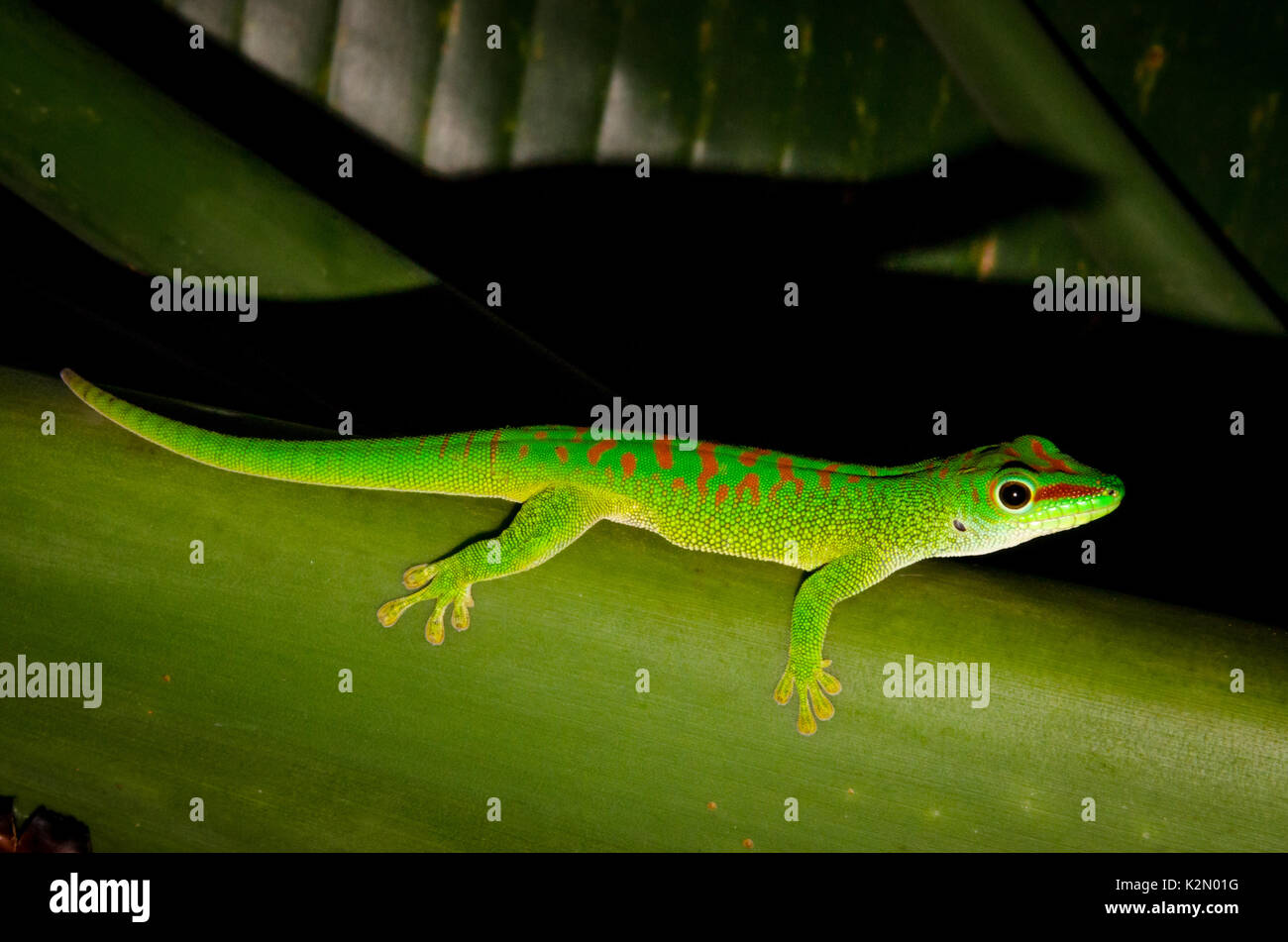 Madagascar day Gecko a small lizard Stock Photo - Alamy