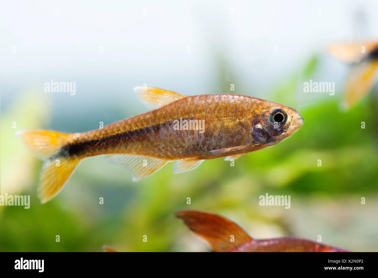 Silver tetra hi-res stock photography and images - Alamy