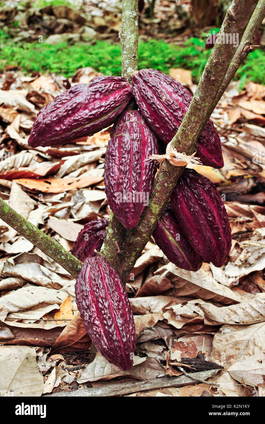 Cacao fruits on the tree (Theobroma cacao). Guayas. Ecuador Stock Photo ...
