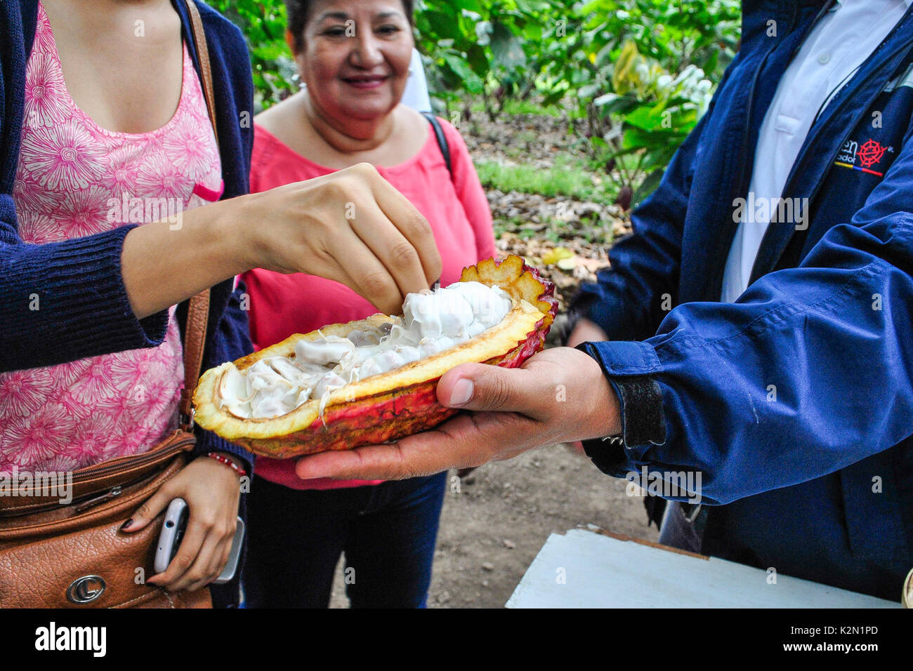 People tasting fresh cocoa beans (Theobroma cacao). Guayas. Ecuador ...