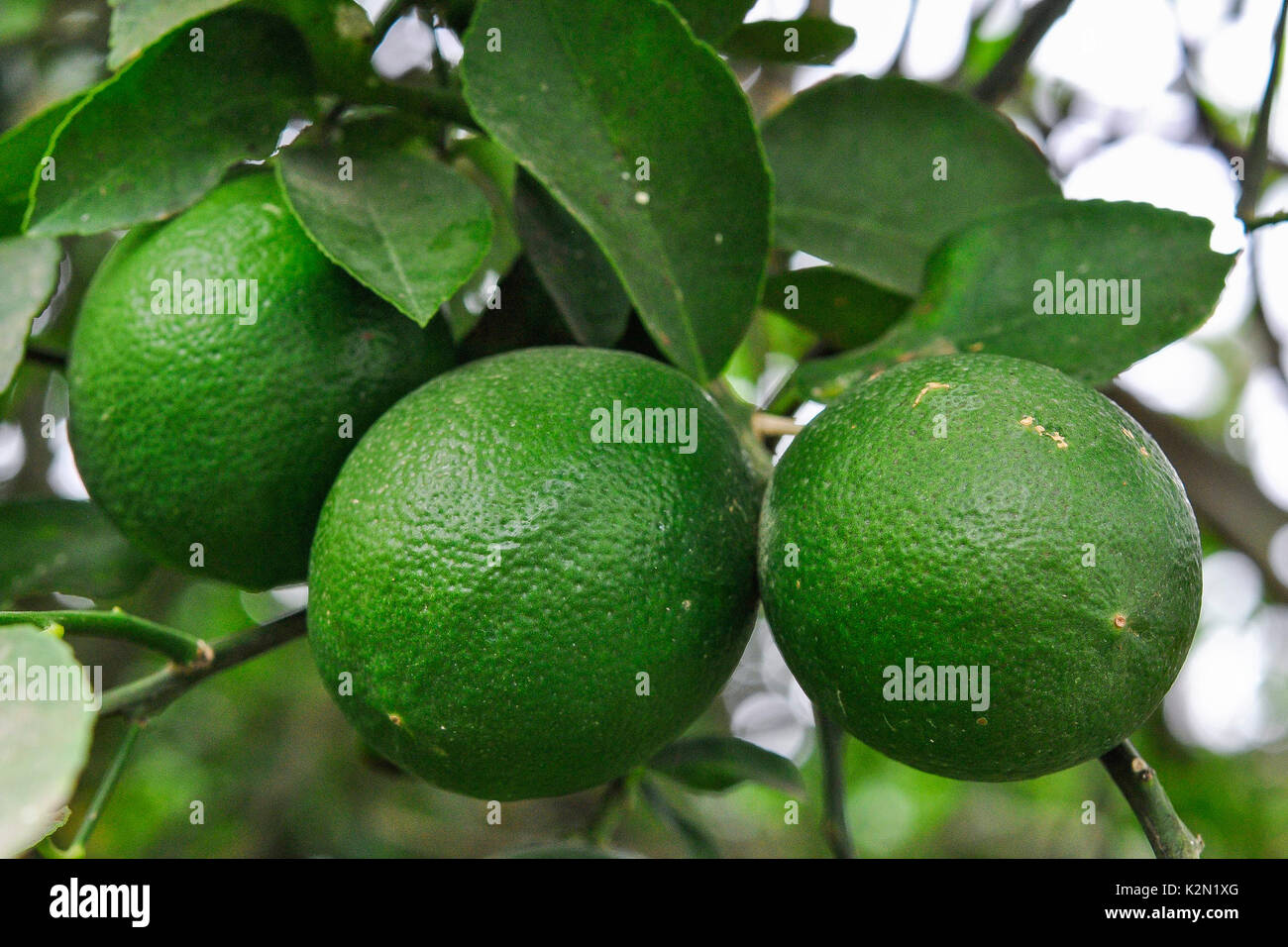 Lemon fruit (Citrus Limon). Lemon tree. Guayas. Ecuador Stock Photo - Alamy
