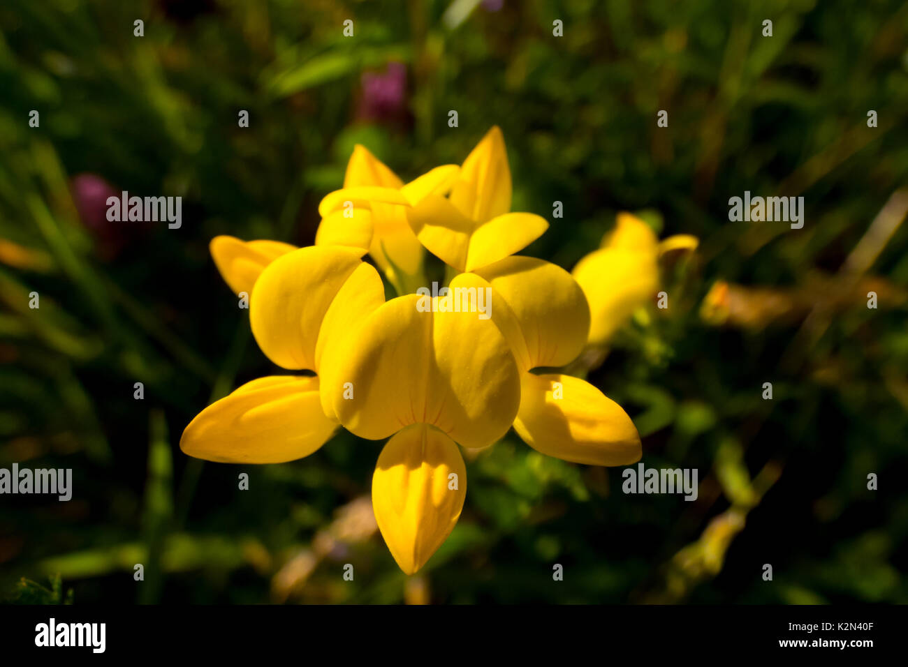 Lotus corniculatus, common bird's-foot trefoil yellow flower. Also ...